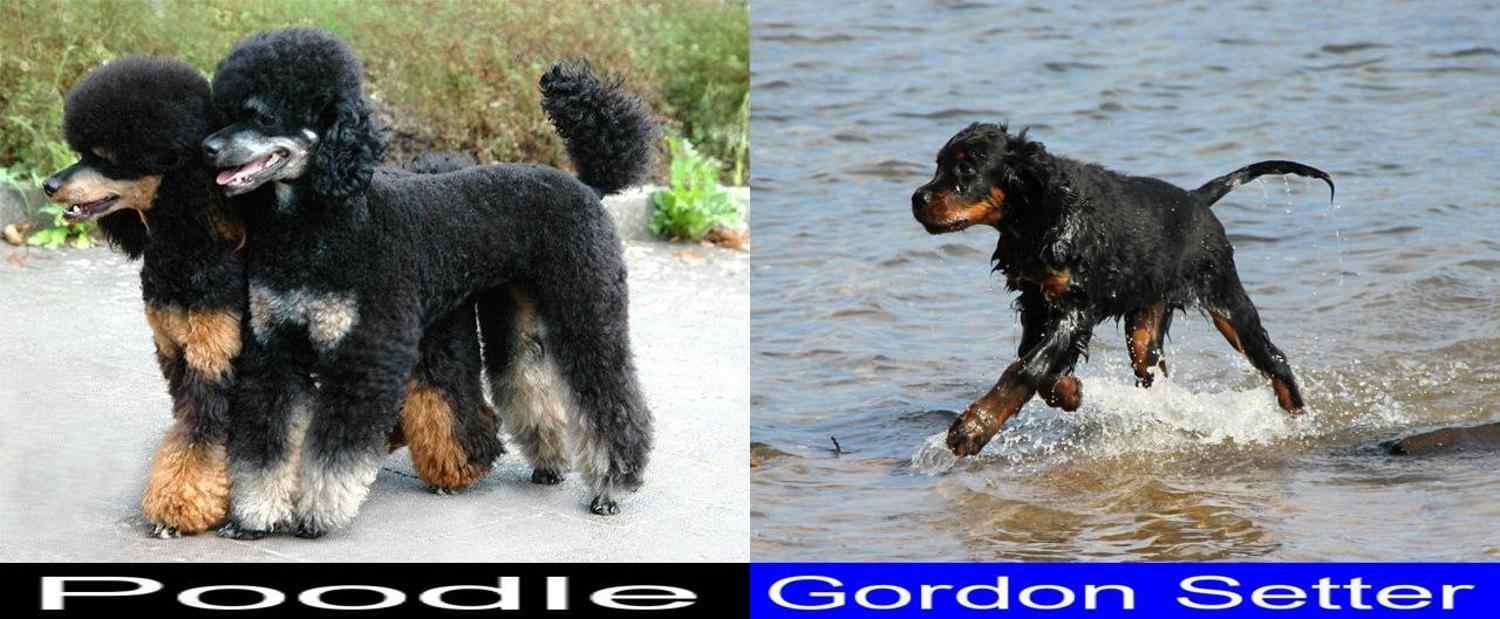 Do Gordon Setter Howl